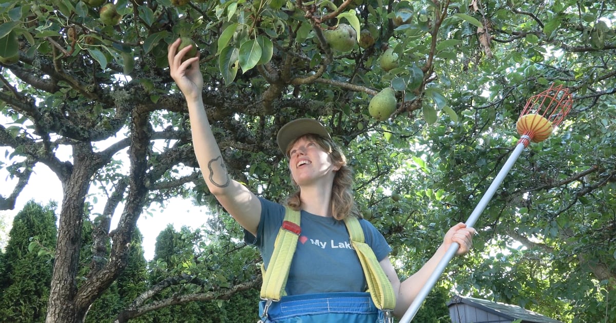Backyard Fruit Food Bank BC Initiative Becomes Lifeline - Media Wall News