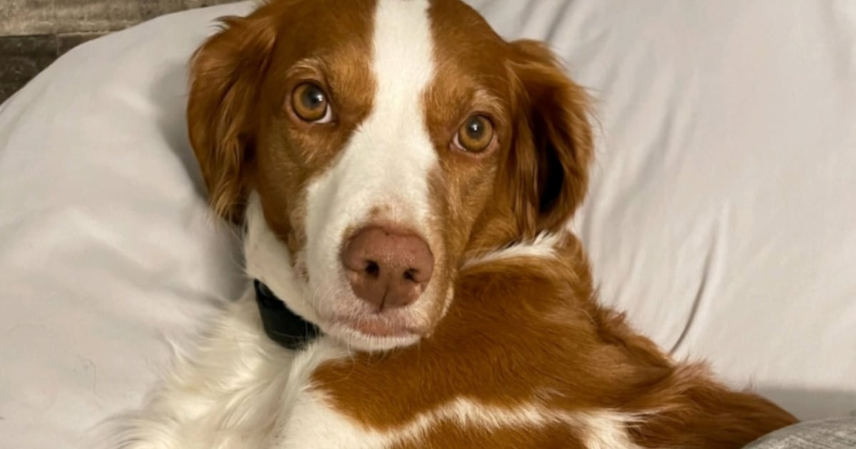 Dog Killed Near Ottawa Investigation Underway by OPP - Media Wall News